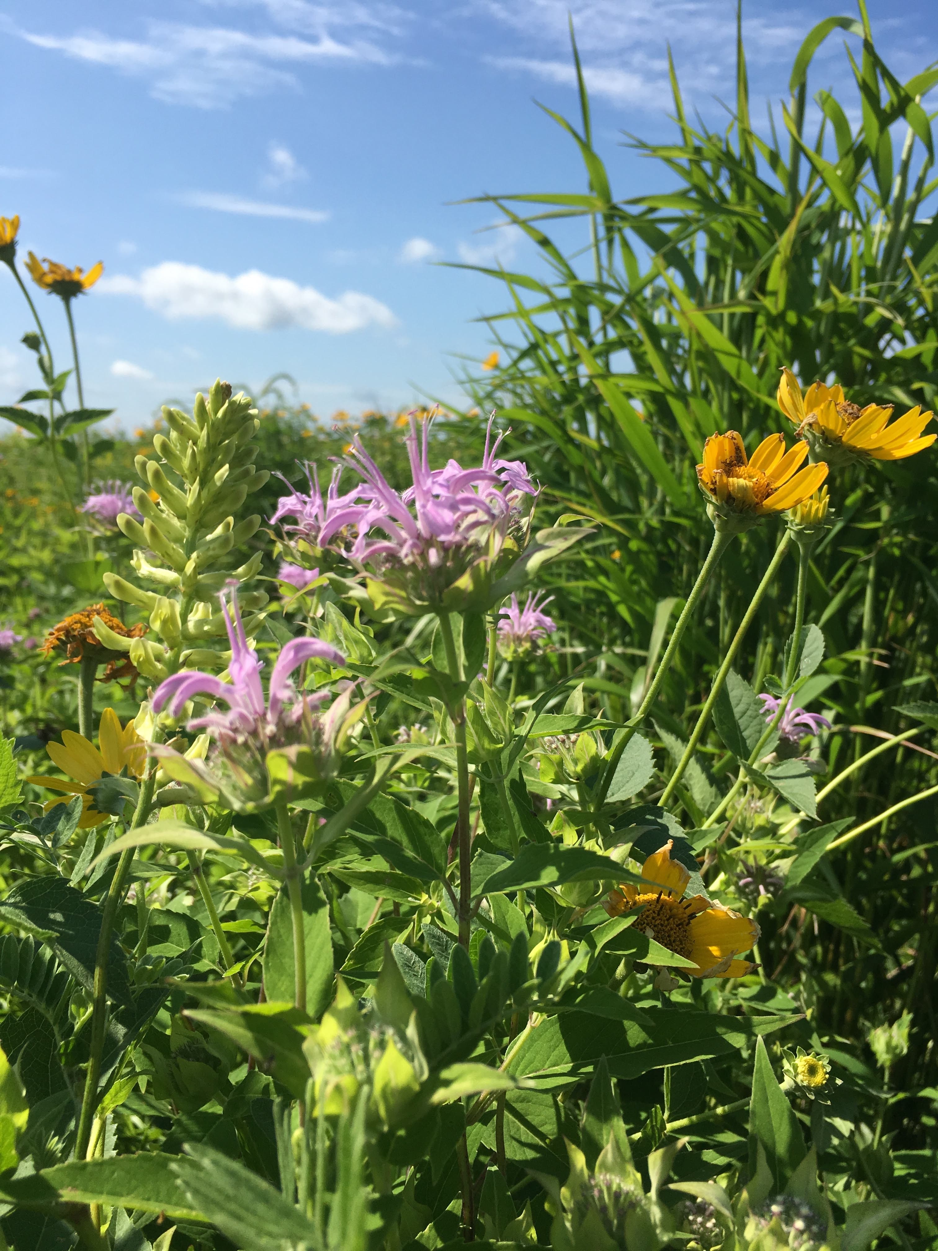 A prairie color palette | Lydia English
