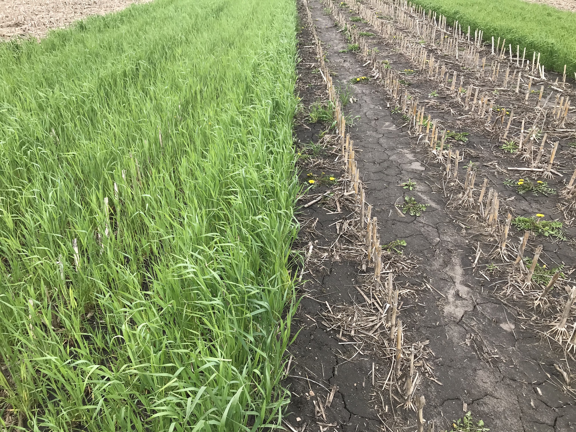 Cover crops & Weeds | Lydia English