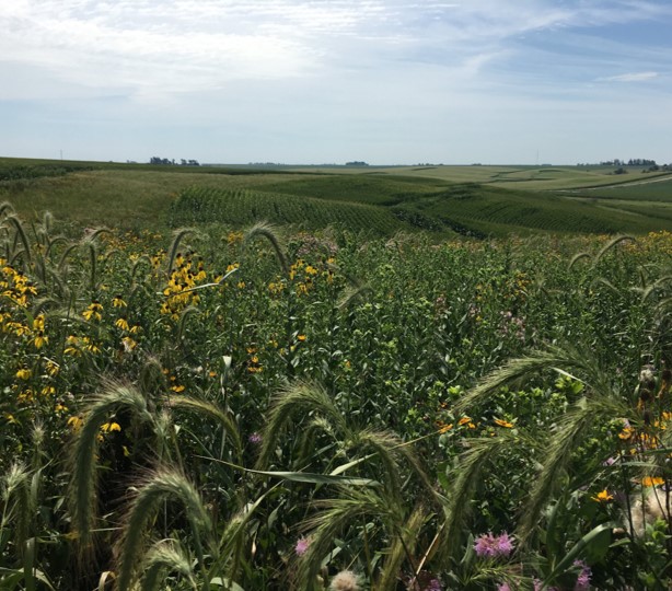 Understanding differences in community composition of in field prairie ...